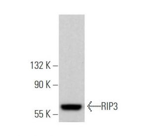 Anti-RIP3 Antibody (B-2) | SCBT - Santa Cruz Biotechnology