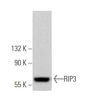 Anti-RIP3 Antibody (B-2) | SCBT - Santa Cruz Biotechnology