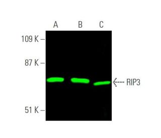 Anti-RIP3 Antibody (B-2) | SCBT - Santa Cruz Biotechnology