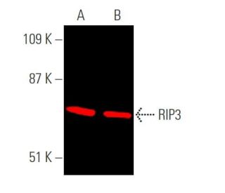 Anti-RIP3 Antibody (B-2) | SCBT - Santa Cruz Biotechnology