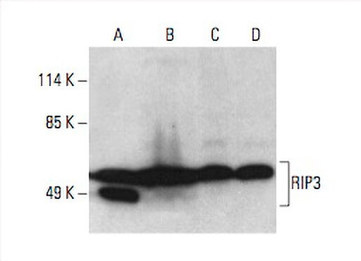 Anti-RIP3 Antibody (B-2) | SCBT - Santa Cruz Biotechnology