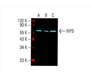 Anti-RIP3 Antibody (B-2) | SCBT - Santa Cruz Biotechnology