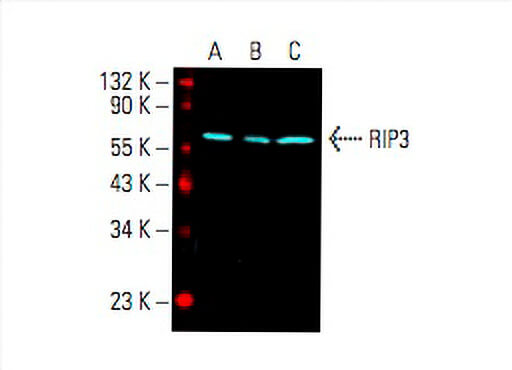 Anti-RIP3 Antibody (B-2) | SCBT - Santa Cruz Biotechnology