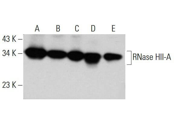 Anti-RNase HII-A Antibody (G-10) | SCBT - Santa Cruz Biotechnology