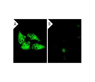 Anti-Rock-1 Antibody (G-6) | SCBT - Santa Cruz Biotechnology