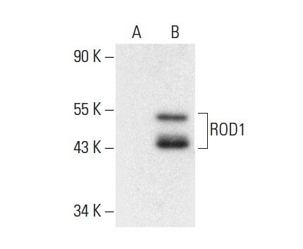 ROD1 Antibody (C-1) | SCBT - Santa Cruz Biotechnology