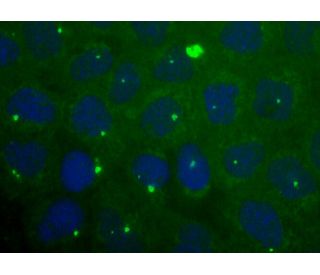 Anti-Rootletin Antibody (C-2) | SCBT - Santa Cruz Biotechnology
