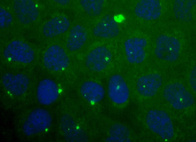 Anti-Rootletin Antibody (C-2) | SCBT - Santa Cruz Biotechnology