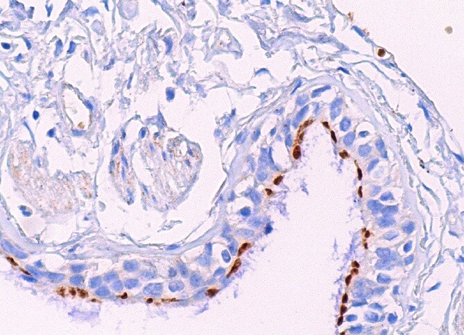 Anti-Rootletin Antibody (C-2) | SCBT - Santa Cruz Biotechnology