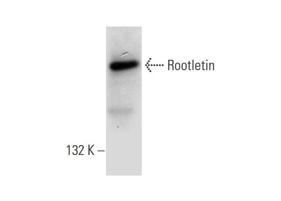 Anti-Rootletin Antibody (C-2) | SCBT - Santa Cruz Biotechnology