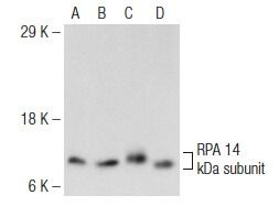 RPA 14 kDa subunit Antibody (E-2) | SCBT - Santa Cruz Biotechnology
