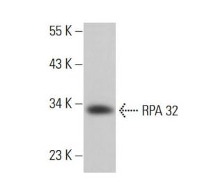 Anti-RPA 32 kDa subunit Antibody (9H8) | SCBT - Santa Cruz Biotechnology