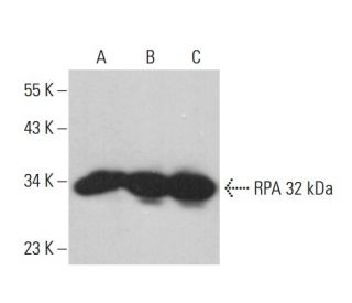 Anti-RPA 32 kDa subunit Antibody (9H8) | SCBT - Santa Cruz Biotechnology