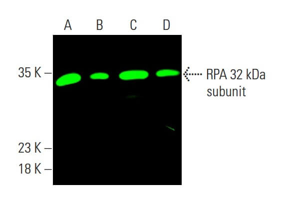 Anti-RPA 32 kDa subunit Antibody (9H8) | SCBT - Santa Cruz Biotechnology