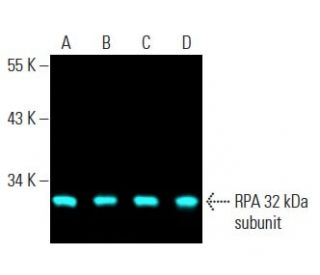 RPA 32 kDa subunit Antibody (9H8) | SCBT - Santa Cruz Biotechnology