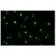 Anti-RPA194 Antibody (C-1) | SCBT - Santa Cruz Biotechnology