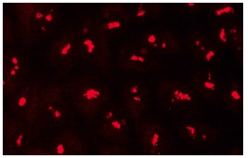 Anti-RPA194 Antibody (C-1) | SCBT - Santa Cruz Biotechnology