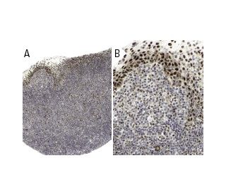 RPA194 Antibody (C-1) - Immunohistochemistry - Image 16022