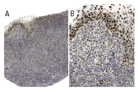 Anti-RPA194 Antibody (C-1) | SCBT - Santa Cruz Biotechnology