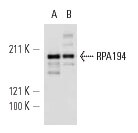 Anti-RPA194 Antibody (C-1) | SCBT - Santa Cruz Biotechnology