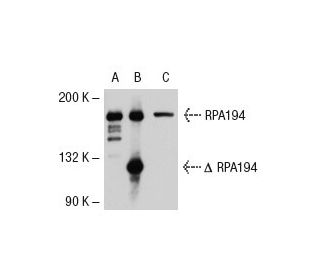 RPA194 Antibody (C-1) - Western Blotting - Image 38737