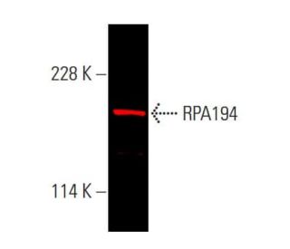 RPA194 Antibody (C-1) - Western Blotting - Image 381496