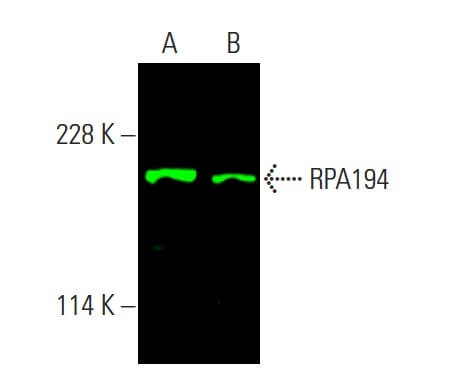 Anti-RPA194 Antibody (C-1) | SCBT - Santa Cruz Biotechnology