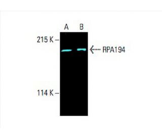 RPA194 Antibody (C-1) - Western Blotting - Image 393443