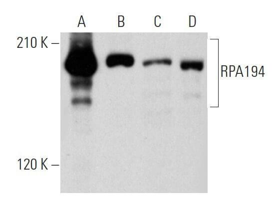 RPA194抗体 (F-6) | SCBT - Santa Cruz Biotechnology