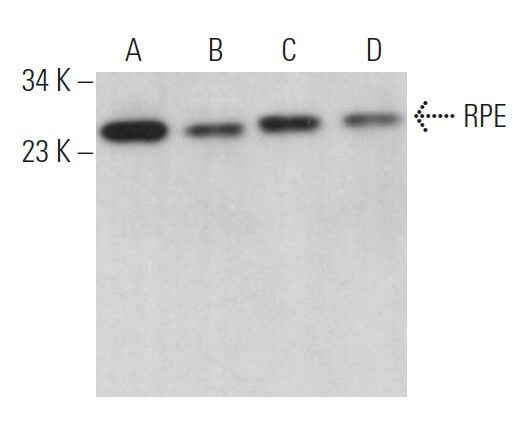 RPE Antibody (F-10) | SCBT - Santa Cruz Biotechnology