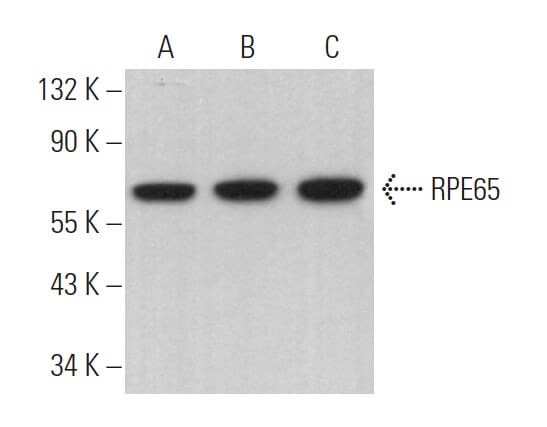 Anti-RPE65 Antibody (E-5) | SCBT - Santa Cruz Biotechnology