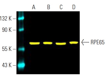 Anti-RPE65 Antibody (E-5) | SCBT - Santa Cruz Biotechnology