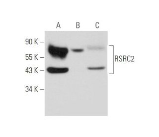 RSRC2 Antibody (D-3) - Western Blotting - Image 333823