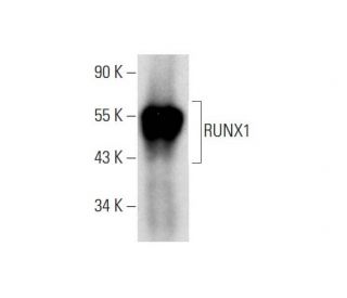 Anti-RUNX1 Antibody (A-2) | SCBT - Santa Cruz Biotechnology