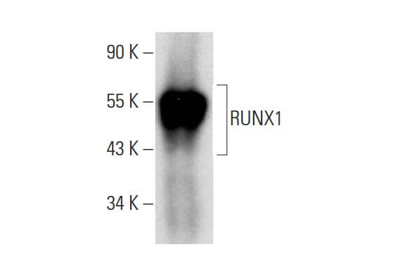 RUNX1 Antibody (A-2) | SCBT - Santa Cruz Biotechnology