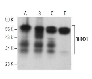 Anti-RUNX1 Antibody (A-2) | SCBT - Santa Cruz Biotechnology