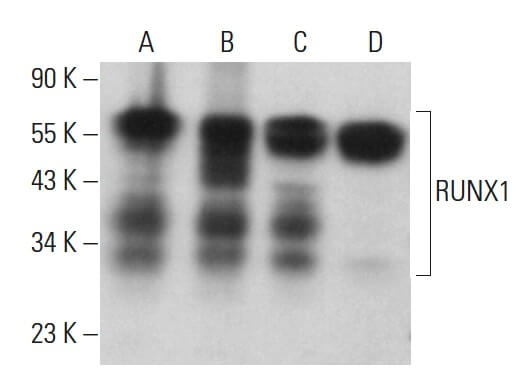 Anti-RUNX1 Antibody (A-2) | SCBT - Santa Cruz Biotechnology