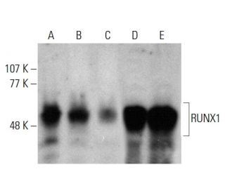 Anti-RUNX1 Antibody (A-2) | SCBT - Santa Cruz Biotechnology