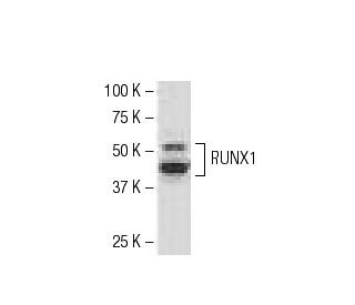Anti-RUNX1 Antibody (DW71) | SCBT - Santa Cruz Biotechnology