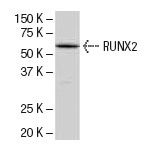 RUNX2抗体 (27-K) | SCBT - Santa Cruz Biotechnology
