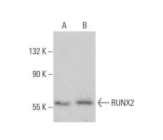 RUNX2 Antibody (C-12) - Western Blotting - Image 353187