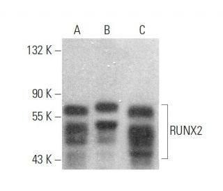 RUNX2 Antibody (F-2) - Western Blotting - Image 351304