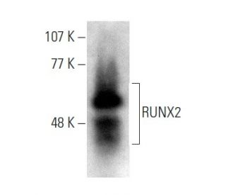 RUNX2 Antibody (F-2) - Western Blotting - Image 358374