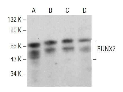 Anti-RUNX2 Antibody (F-2) | SCBT - Santa Cruz Biotechnology