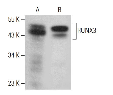 RUNX3 Antibody (A-3) | SCBT - Santa Cruz Biotechnology