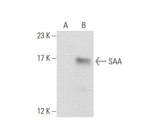 SAA Antibody (115) - Western Blotting - Image 70289