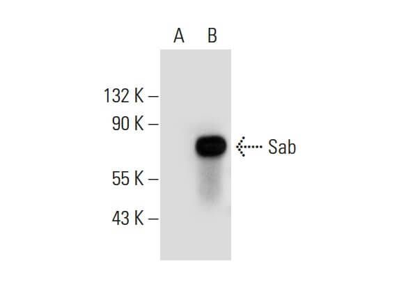 Sab抗体 (A-3) | SCBT - Santa Cruz Biotechnology
