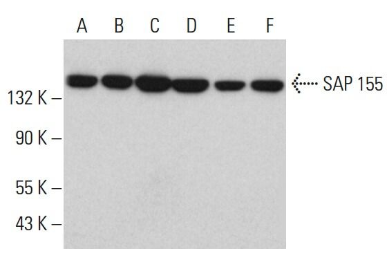 SAP 155 Antibody (B-3) | SCBT - Santa Cruz Biotechnology