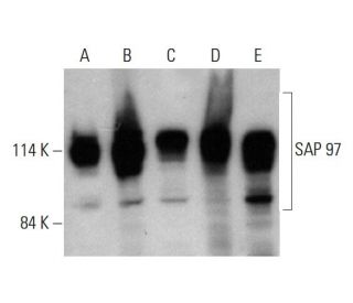 Anti-SAP 97 Antibody (2D11) | SCBT - Santa Cruz Biotechnology