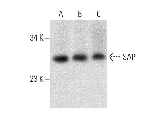 SAP Antibody (C-11) | SCBT - Santa Cruz Biotechnology